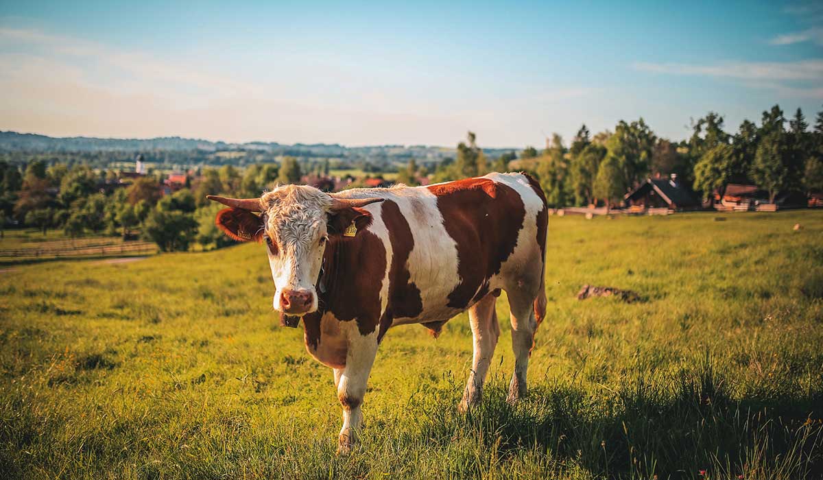 Agentia Nationala pentru Zootehnie avertizeaza crescatorii de animale ...