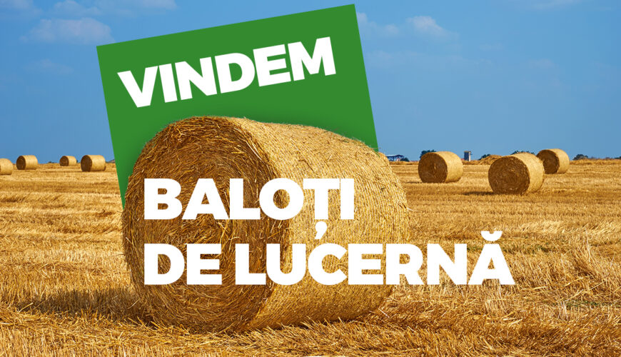VINDEM CCA. 1.000 BALOTI DE LUCERNA - PRODUCTIE 2020 - Bovisib