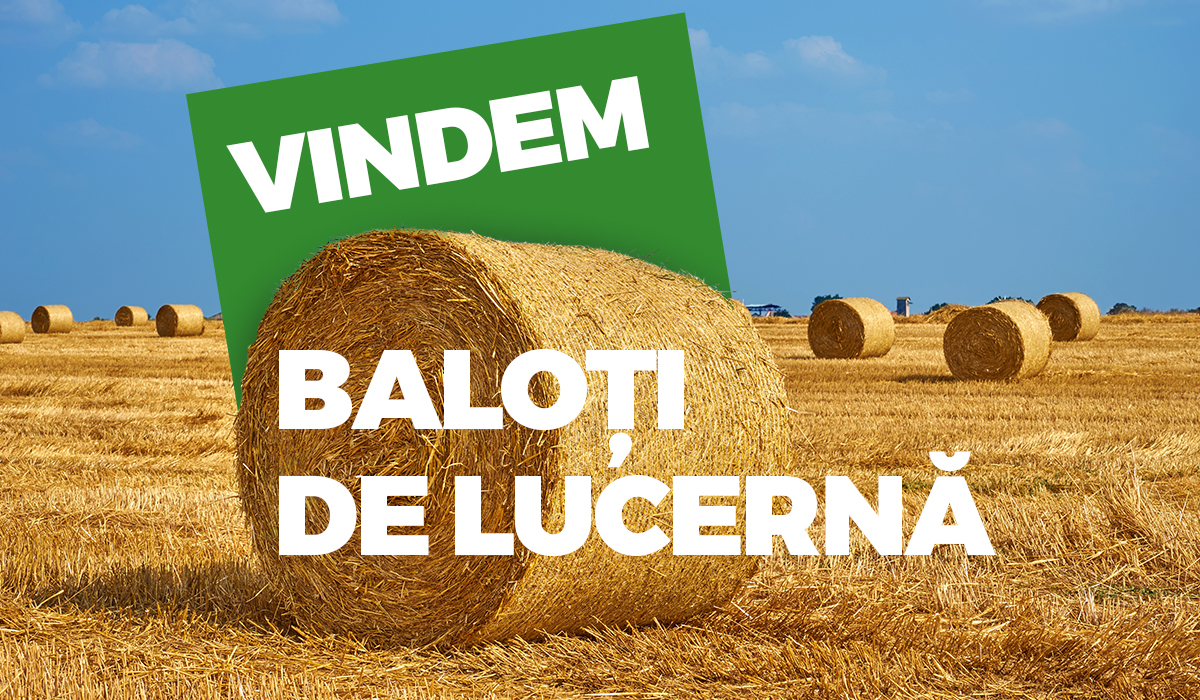 VINDEM CCA. 1.000 BALOTI DE LUCERNA - PRODUCTIE 2020 - Bovisib